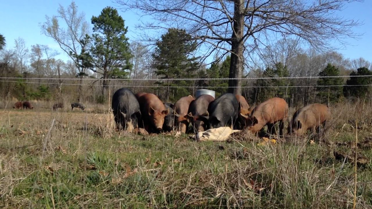 Moving Pigs - YouTube