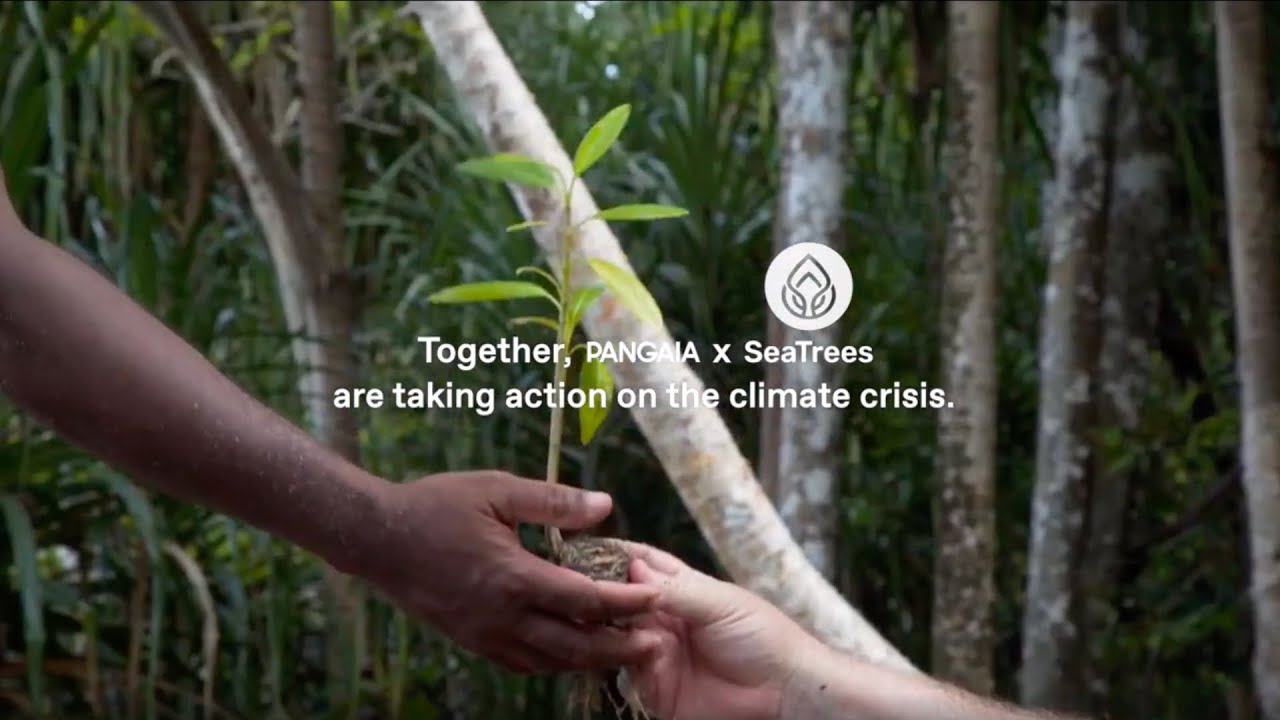 SeaTrees | Mangrove Planting | PANGAIA | #OceanPositive - YouTube