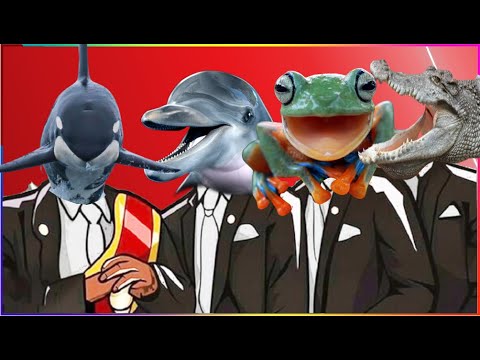 FUNNY ORCA SHARK & DOLPHIN & FROG & FUNNY CROCODILE (ANIMALS COVER ...