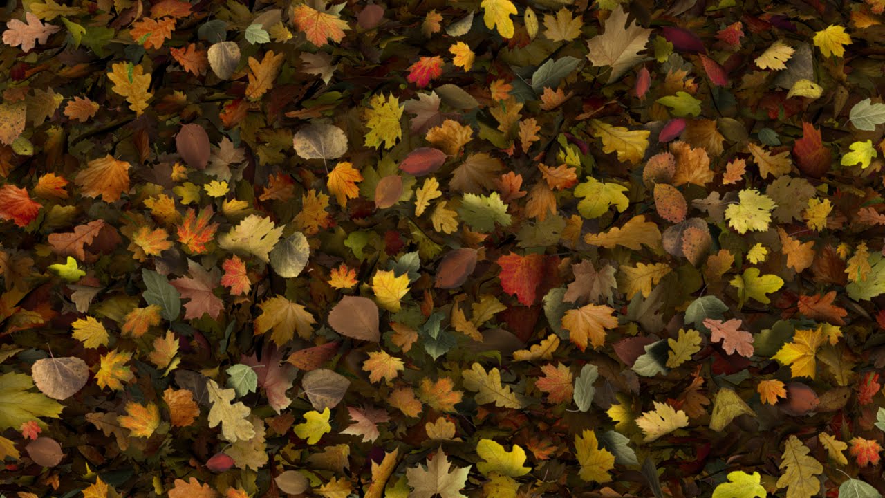 Falling Leaves Fill Screen Overlay - YouTube