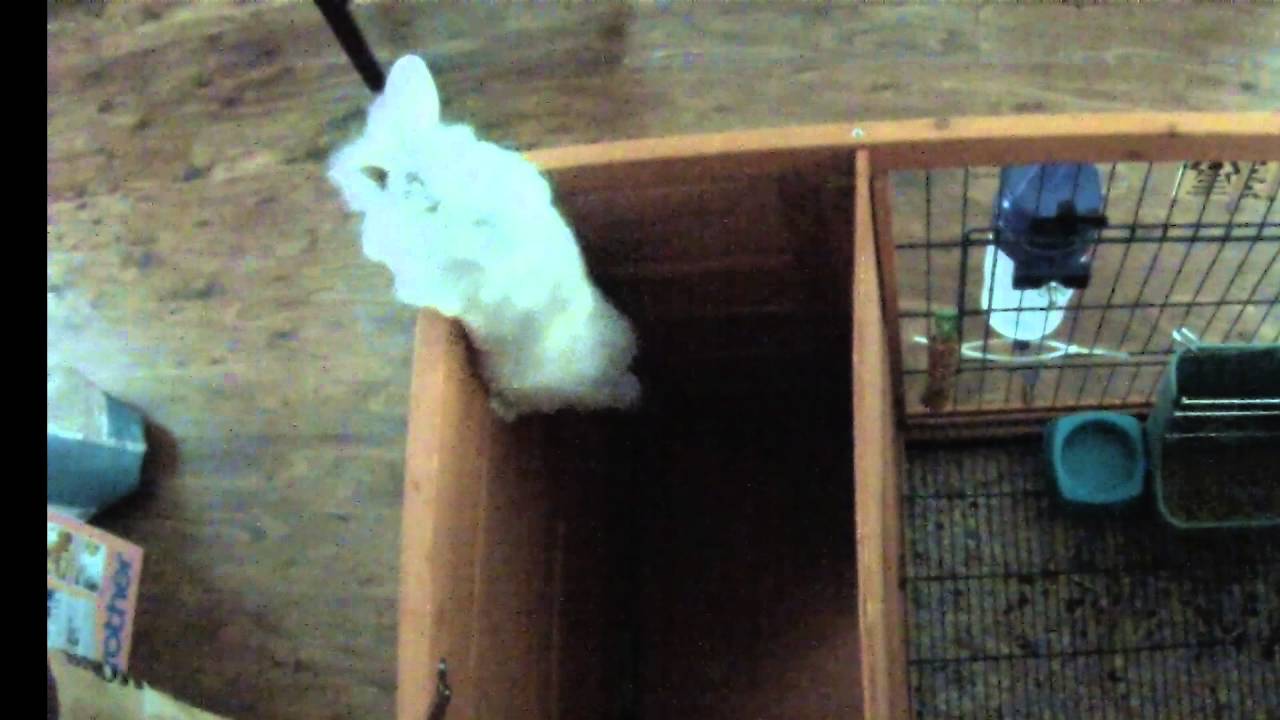 Rabbit Escape - YouTube