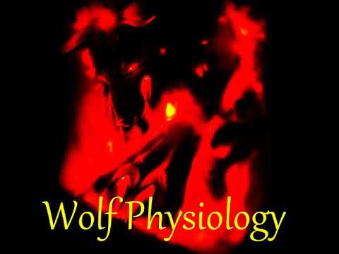 Wolf Physiology - spells for today - YouTube