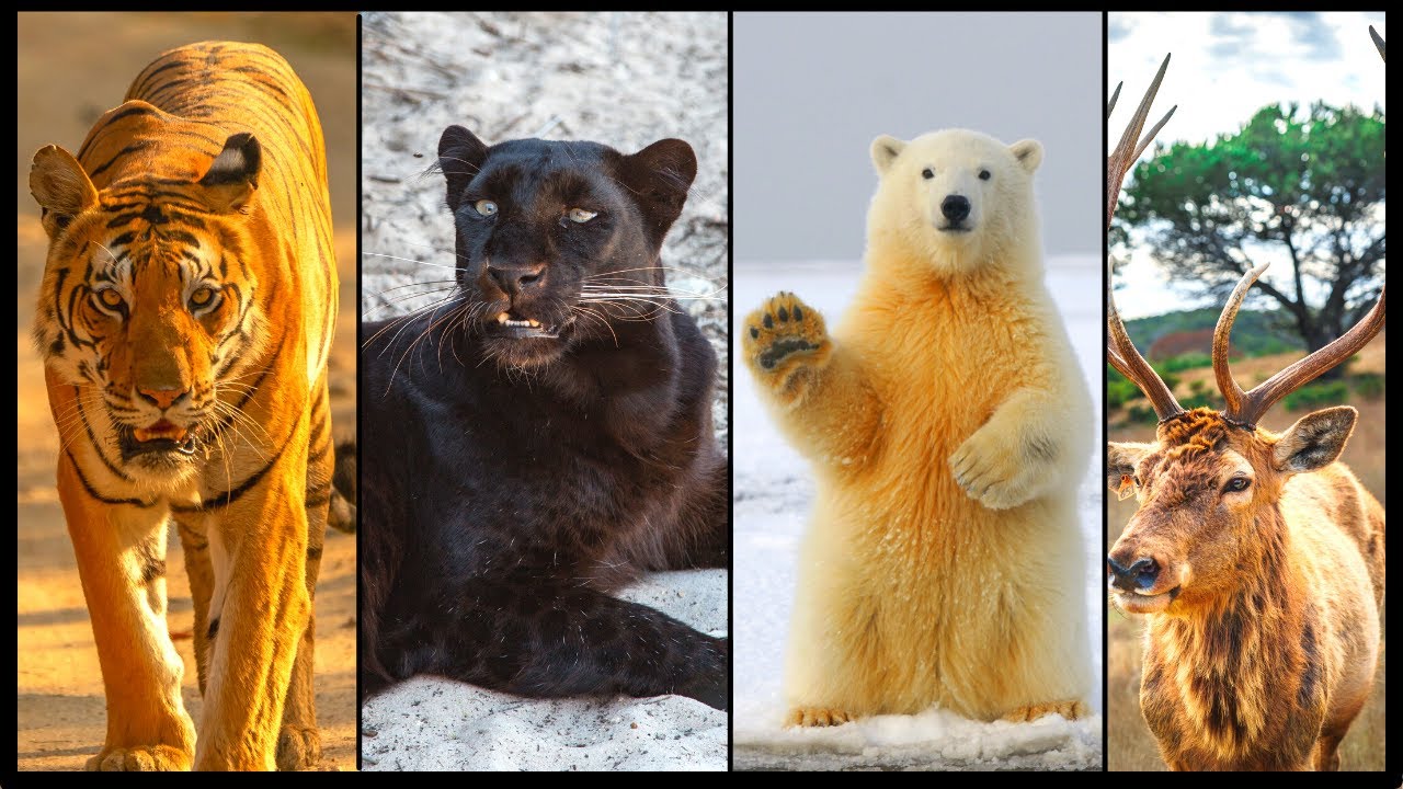 Wildlife Documentary | Animal Holic | Animal Videos | Wildlife Videos ...