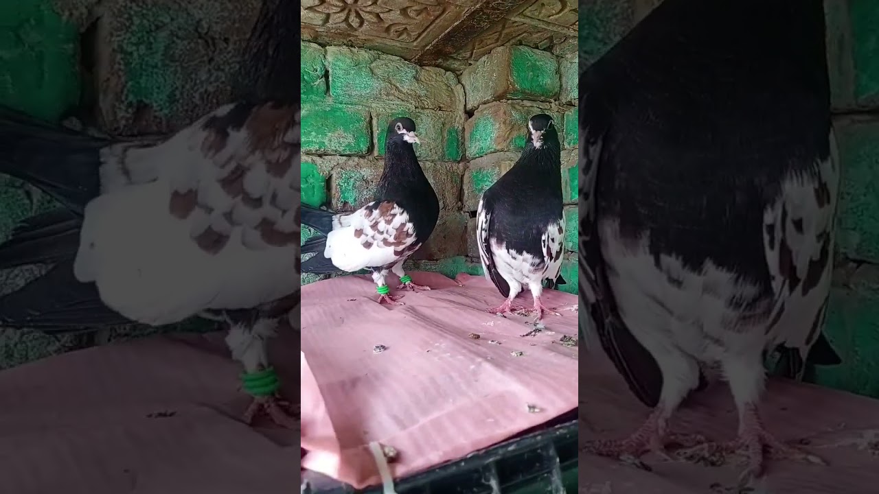 kala khal pigeon ka pair ly aya... - YouTube