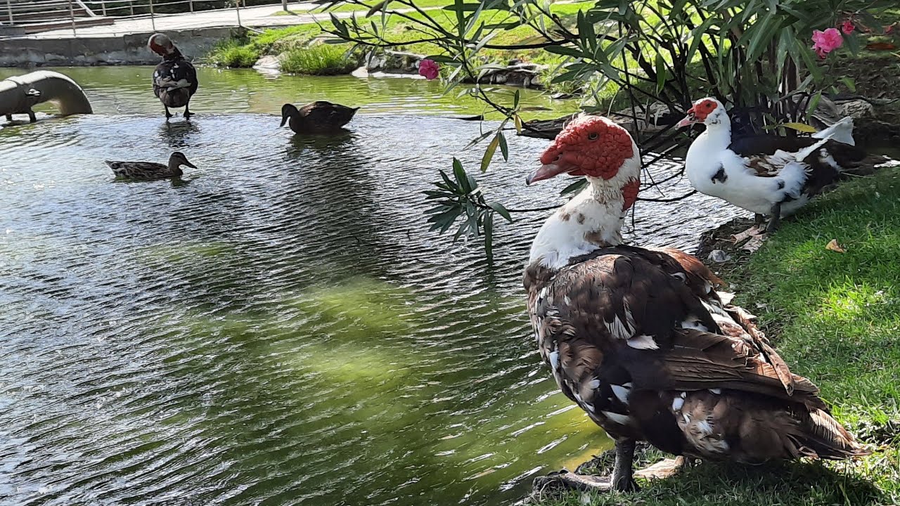 Bem Vindo Parque da Cidade do Barreiro - YouTube