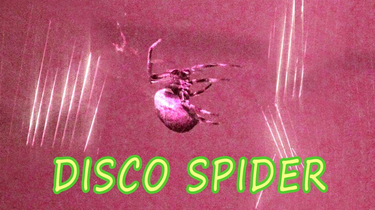 Disco Spider - Orb Weaver Spins Her Web - YouTube