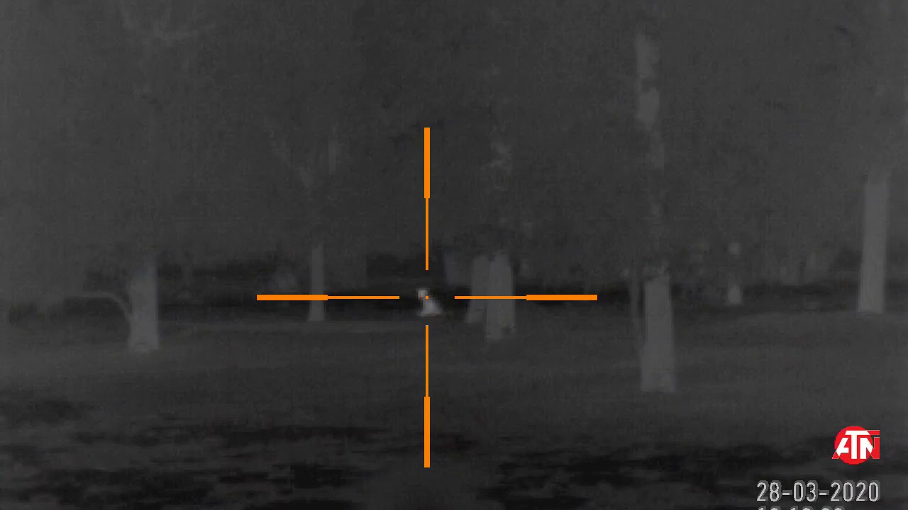 Thermal fox cull - YouTube