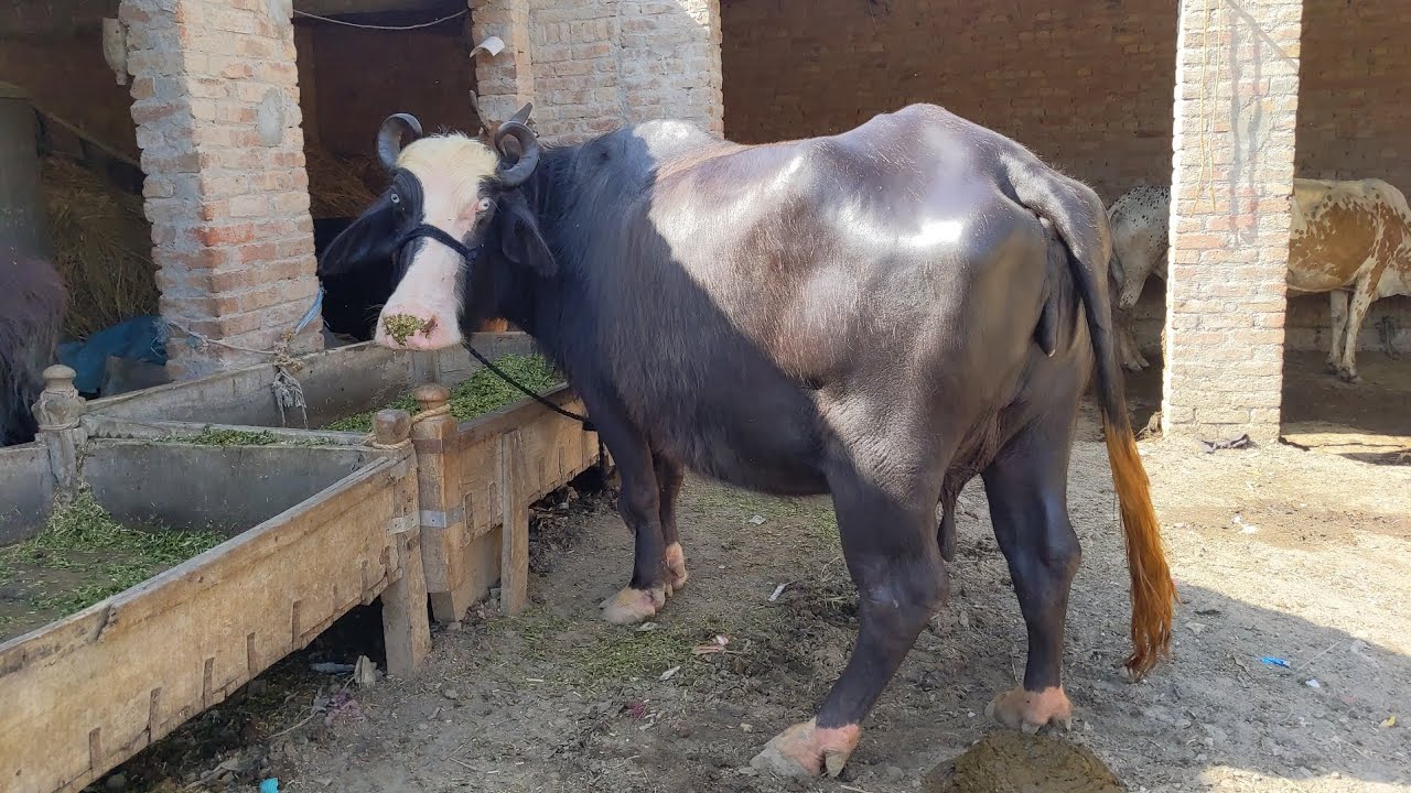 Pure neeli Ravi buffalo for sale in Pakistan on YouTube 08/04/2023 ...
