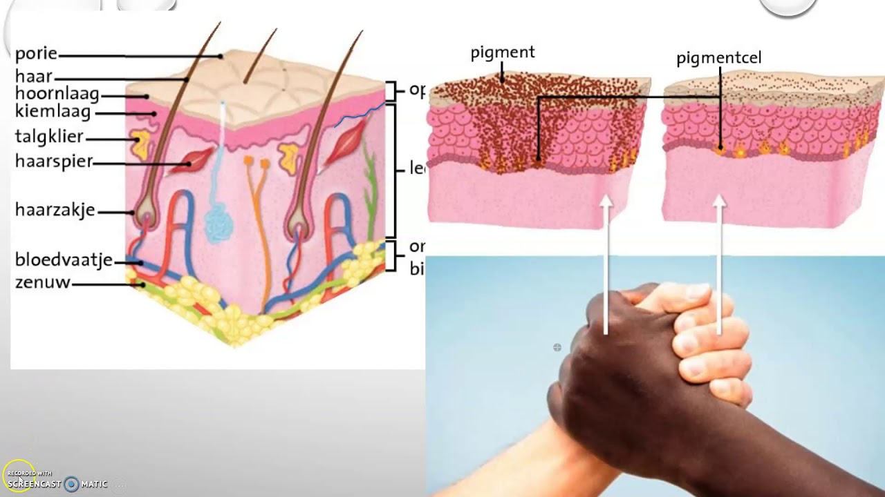 Leerjaar 2 gezondheid (de huid) - YouTube