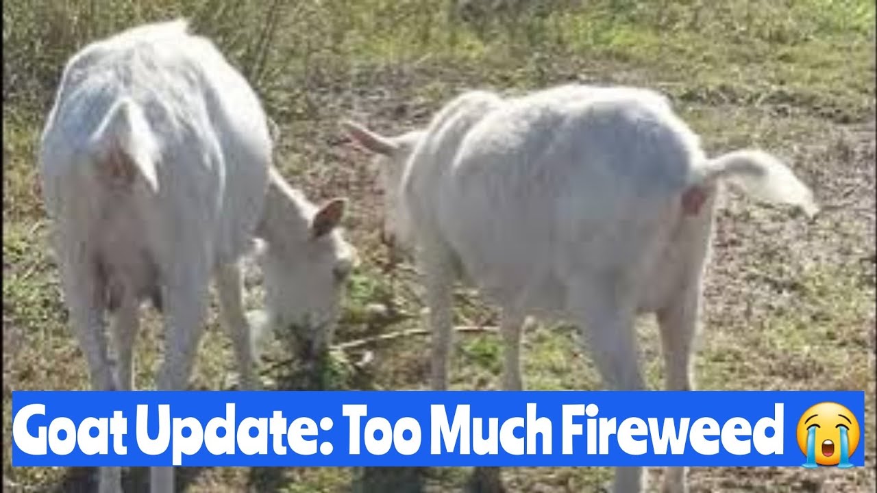 Goat Update: Too Much Fire Weed - YouTube