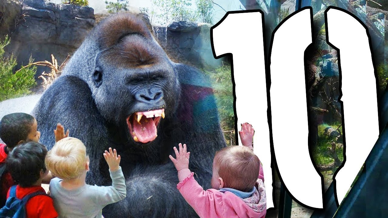 10 Jaw Dropping Accidents in the ZOO - [EXIT 10] - YouTube