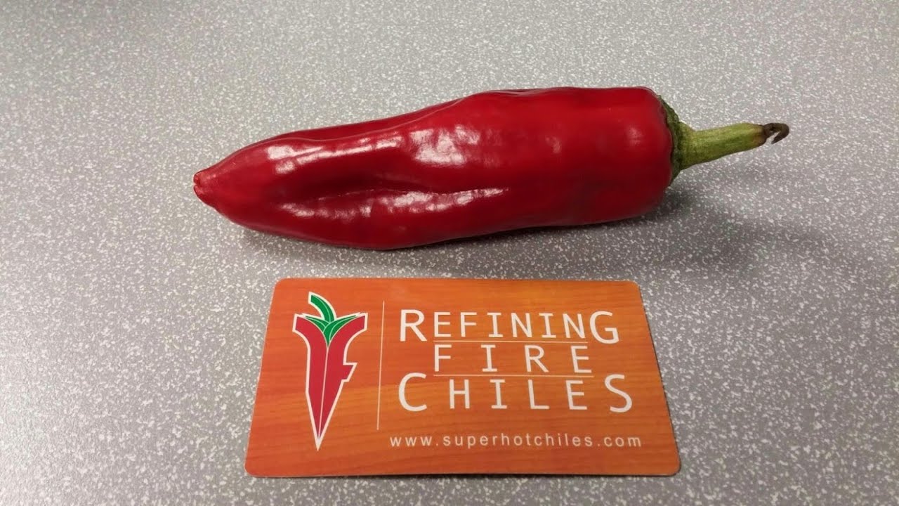 The "Stocky Red Roaster" a Pod Review for Refining Fire Chiles - YouTube