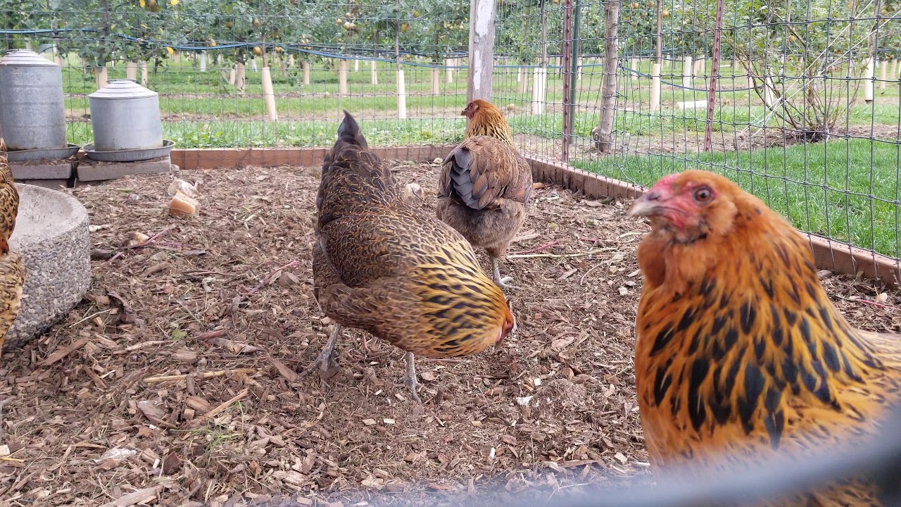 Chickens at Cockrell Hard Cider in Puyallup, Washington - YouTube