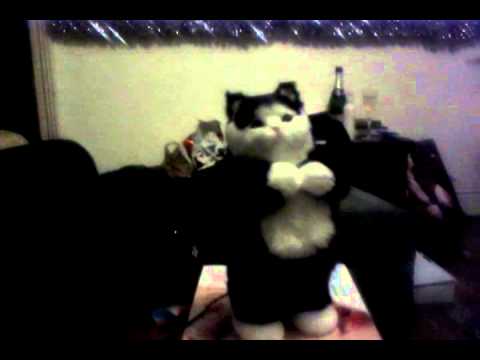 Salsa Cat! - YouTube
