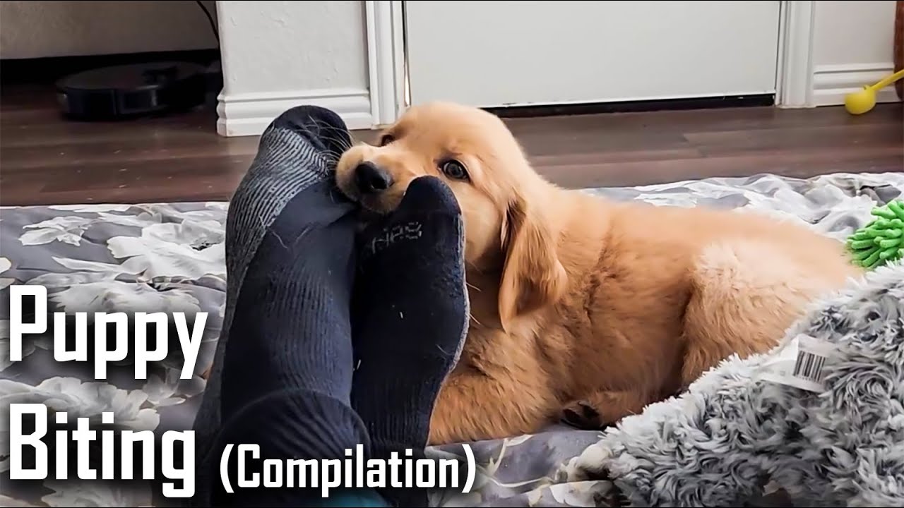 Teddy is a Crocodile | Poore Din Biting @ouramericandream1183 - YouTube