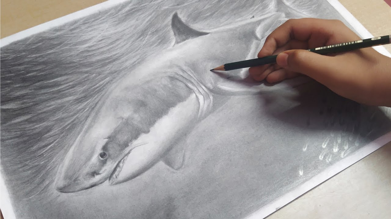Hyper Realistic Shark Drawing | Timelapse - YouTube