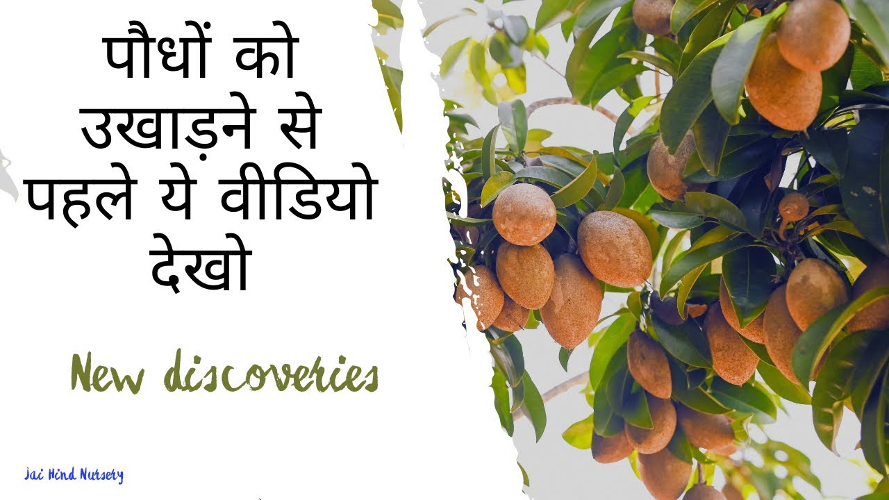 क्या आपके पोधें भी फल नहीं दे रहे है? 🤔😢 Sapota Farming (Chiku ...