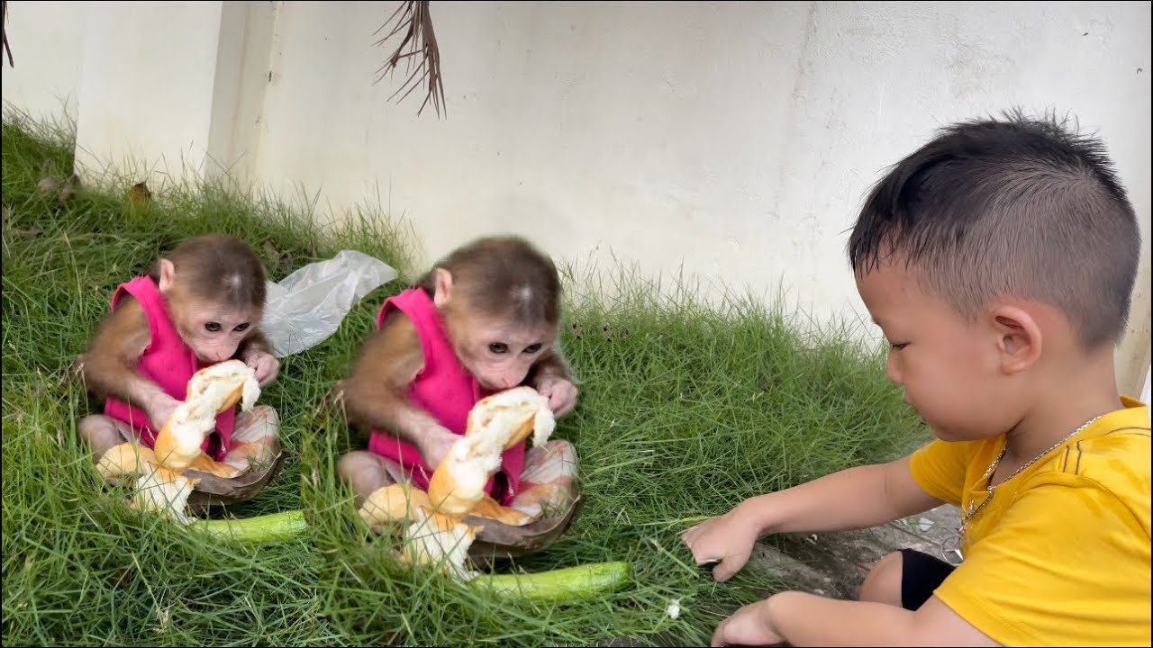 Monkey Baby Bon| Bon Bon monkey and cute funny baby eat food, cute ...