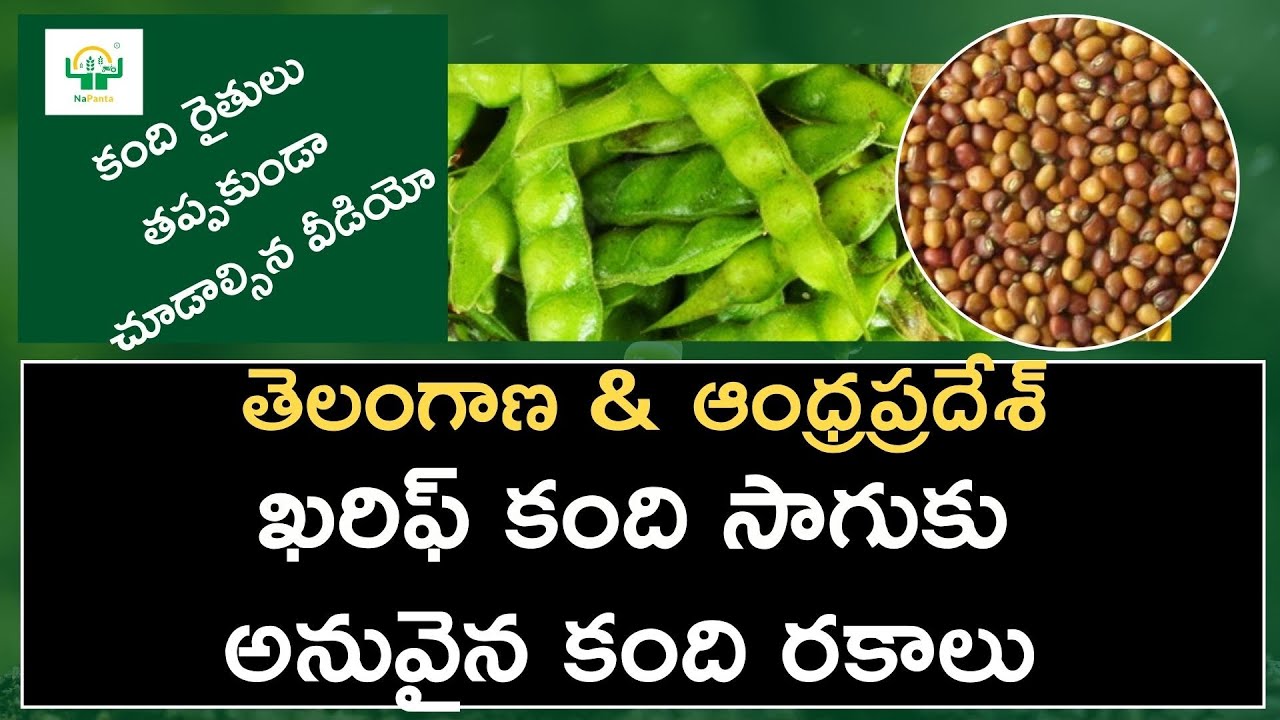 ఖరీఫ్ కంది సాగుకు మేలైన రకాలు | Redgram varieties telugu | Kandi rakalu ...