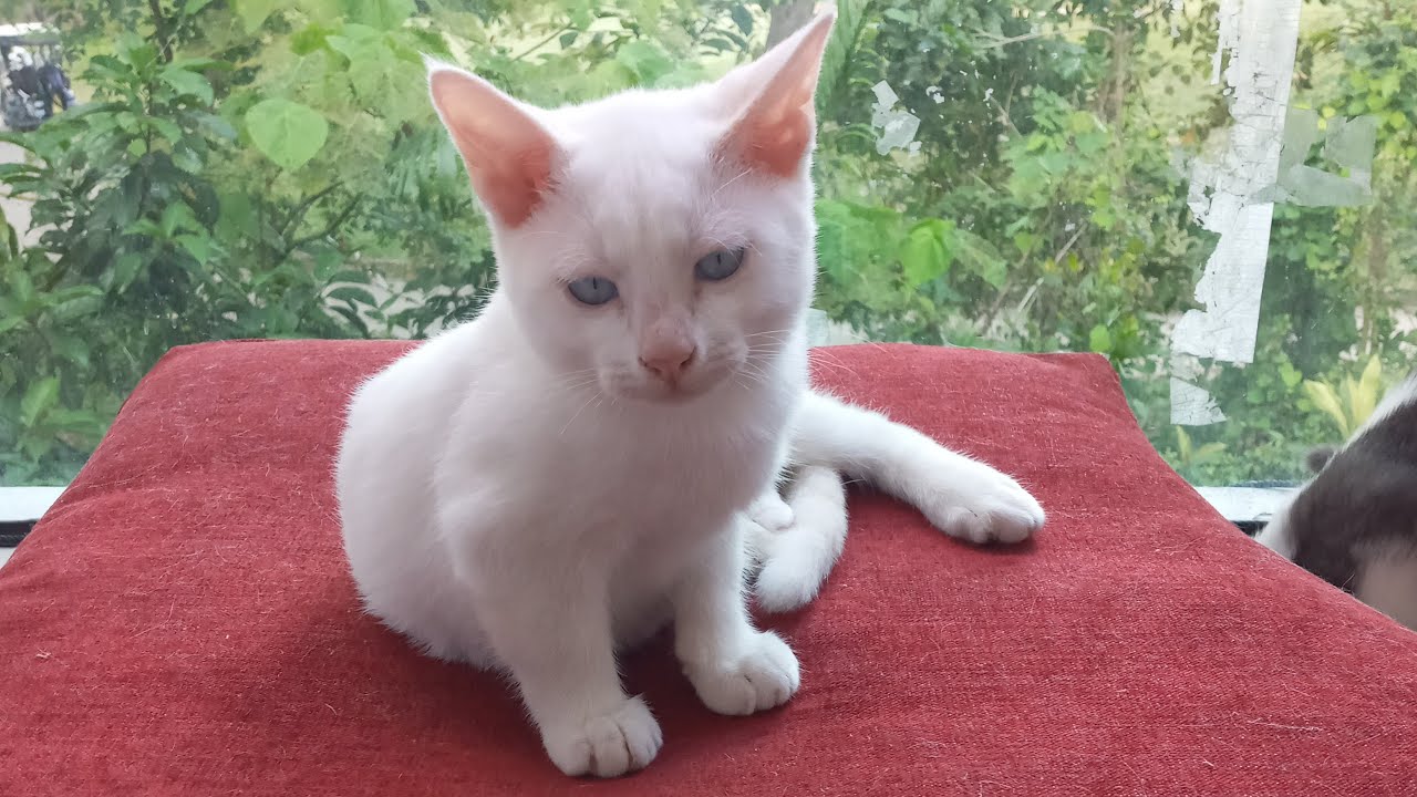 Time Machine Cats !!!! Longest Daily Cat's Story - YouTube