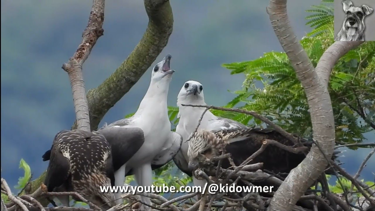 All in the Family! -SEA EAGLE Nesting - YouTube