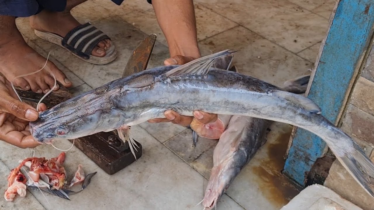 Keral Fish Cutting Skills (The Amazing Fisher) - YouTube