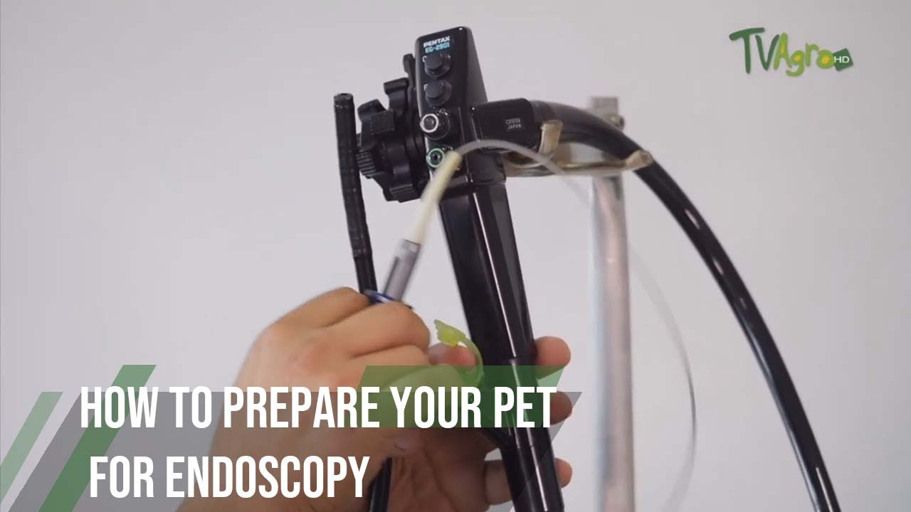 How to Prepare Your Pet for Endoscopy - YouTube