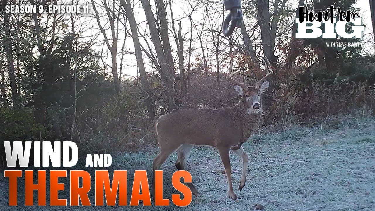 How Scent Travels Through the Deer Woods - YouTube