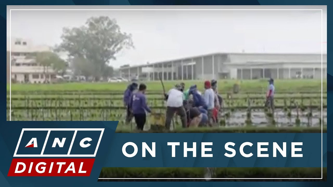 LOOK: Philippines scientists test experimental climate-resistant rice ...