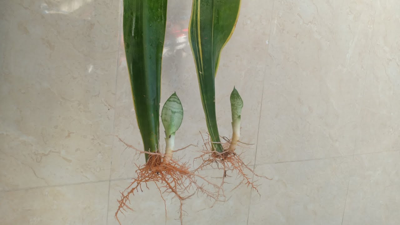 How to grow plant from single leaf. (create seedlings from leaves ...