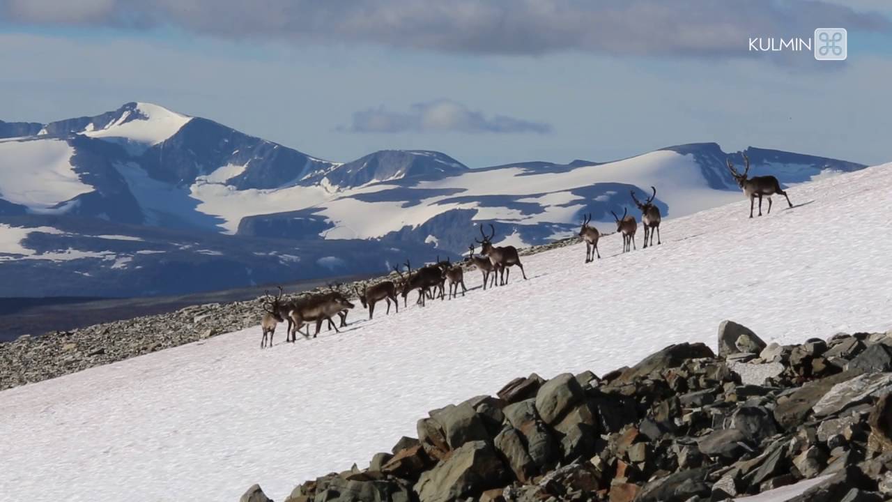 The Wild Reindeer Hunt - YouTube