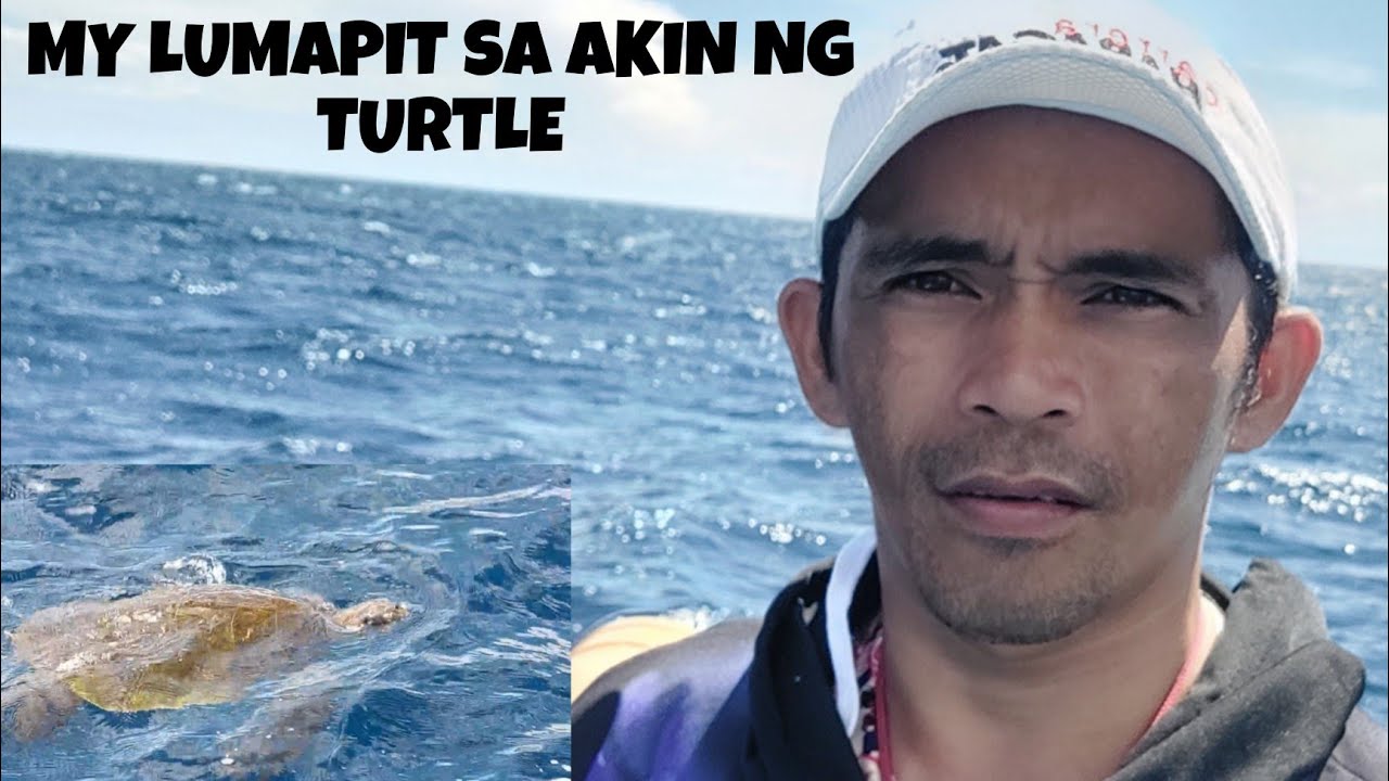 MY LUMAPIT SA AKIN NG TURTLE @sprakataktv9616 - YouTube