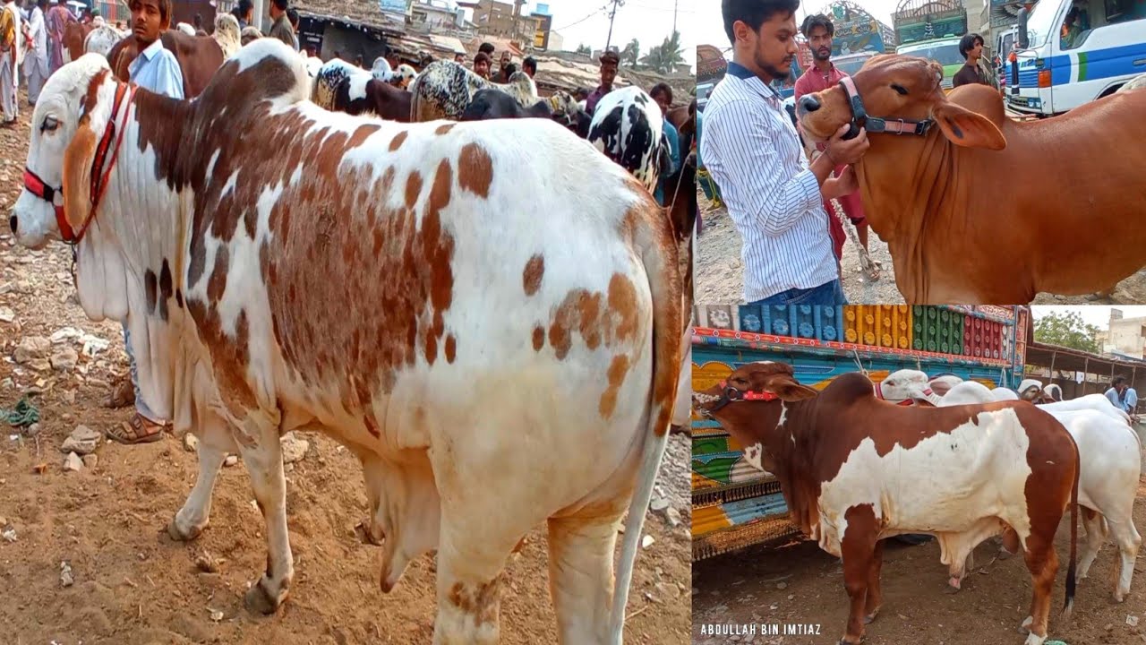 Malir Mandi Latest Rate Update 2023 | Cow mandi 2023 | Bakraied 2023 ...