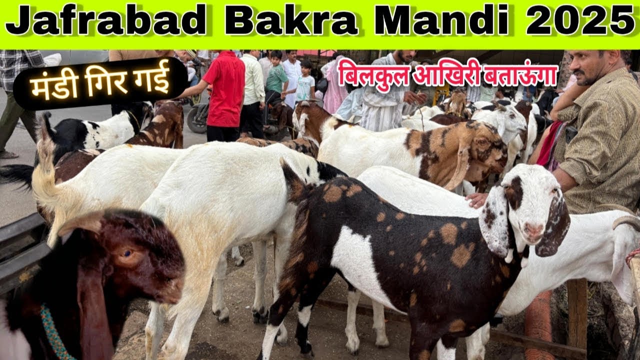 Jafrabad bakra Mandi 2025 Latest video | Bakra Mandi Jafrabad | Delhi ...