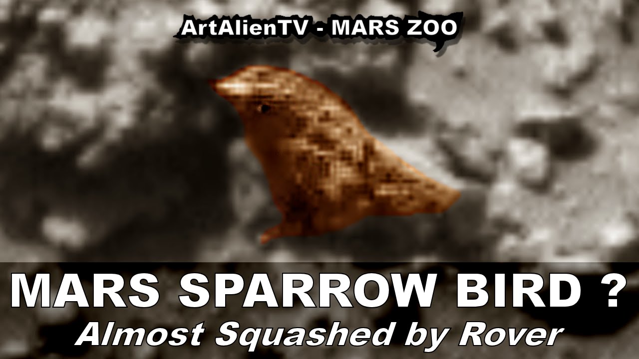 MARS TINY SPARROW BIRD ? Almost Squashed by Curiosity Rover ...