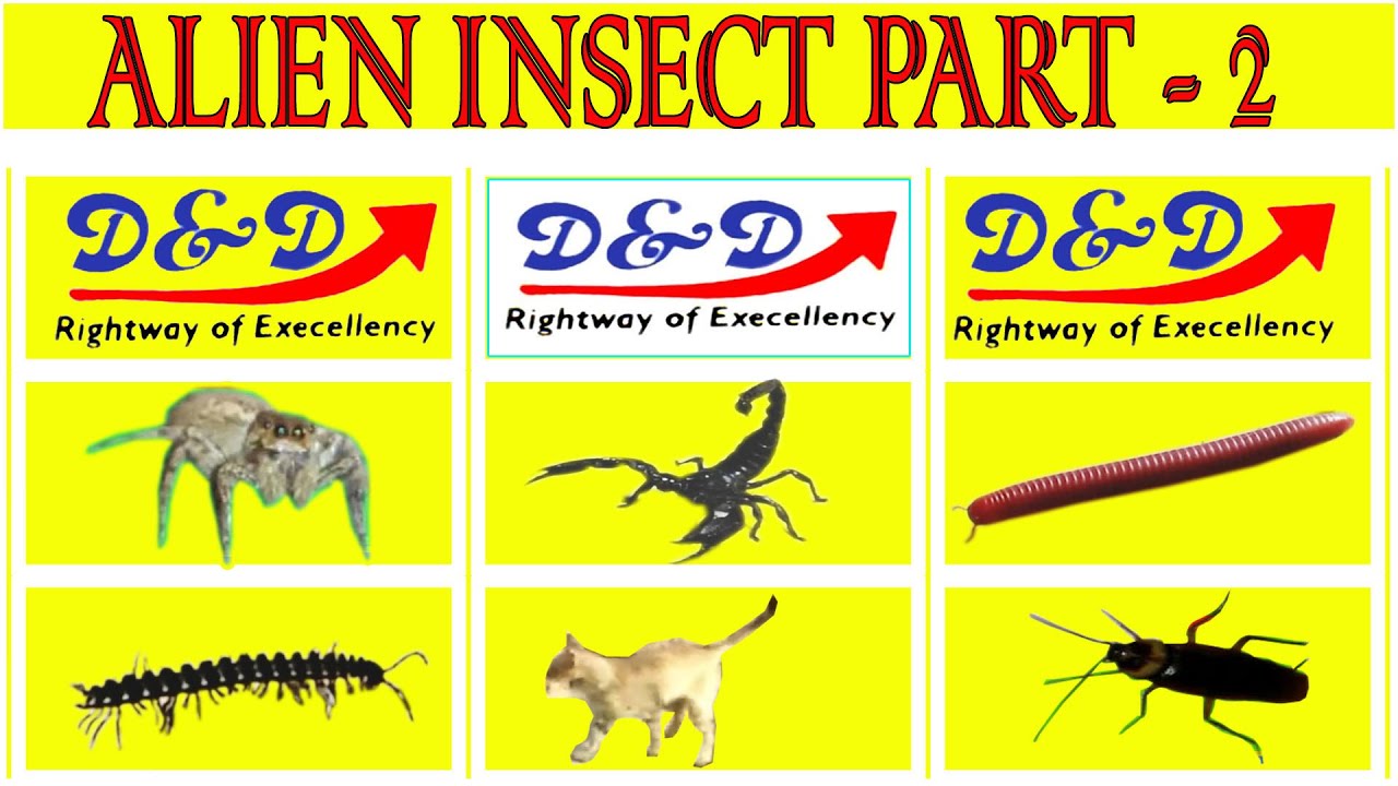 ALIEN INSECT PART - 2 !! धरती पर किडो की जिन्दगी ॥ INSECTS LIFE IN ...