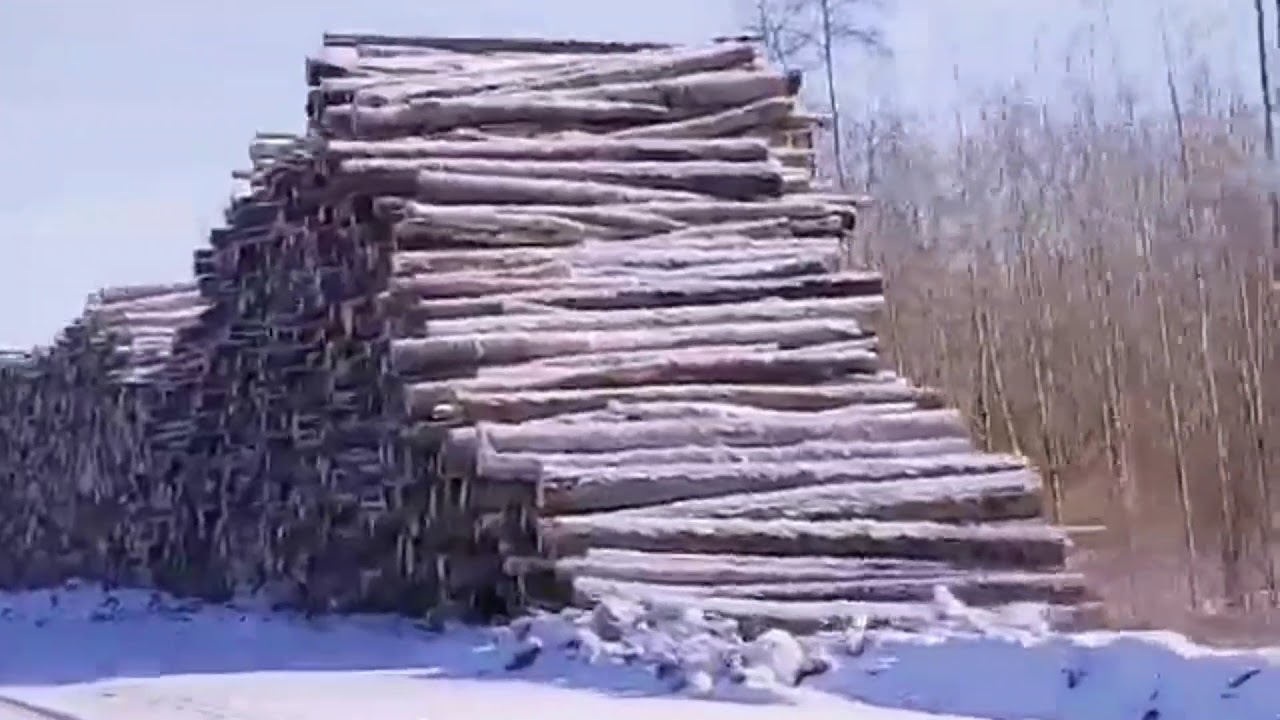 MILLIONS OF POPLAR LOGS ON BOTH SIDES OF THE ROAD# AB, Canada - YouTube