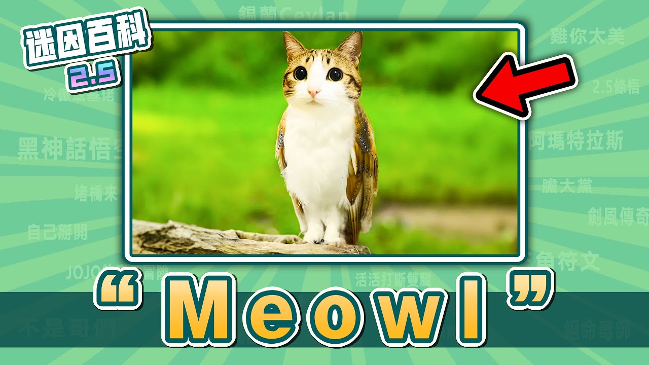 最復古的一集⚡⚡⚡！“Meowl”是什麽迷因？【迷因百科】#Meowl #貓頭鷹 #貓Meme #貓梗 #roblox #初音 #重音 ...