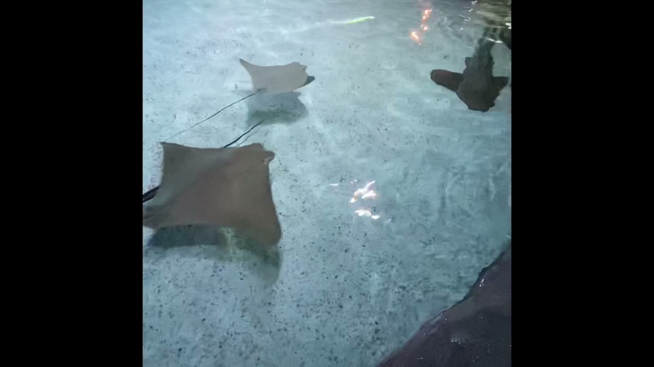 Petting Stingrays at Ripley’s Aquarium Myrtle Beach SOUTH CAROLINA ...