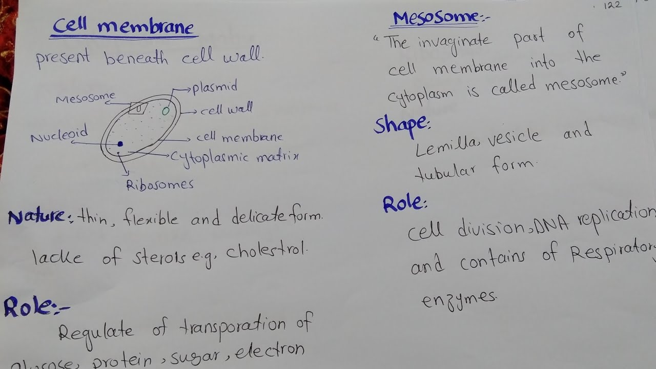 Bacterial cell Structures|Cell membrane| Mesosome|Cytoplasmic Matrix ...