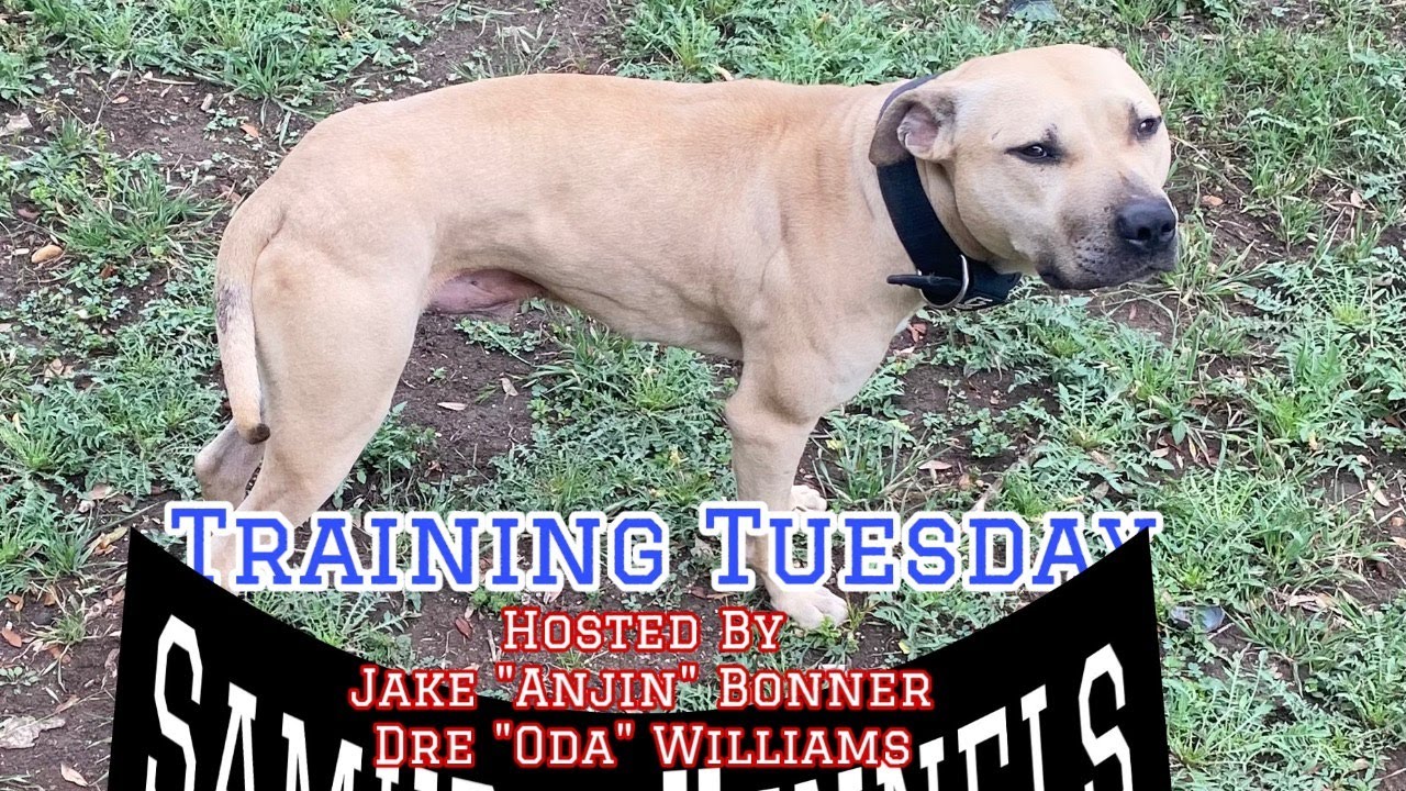 Training Tuesday - YouTube