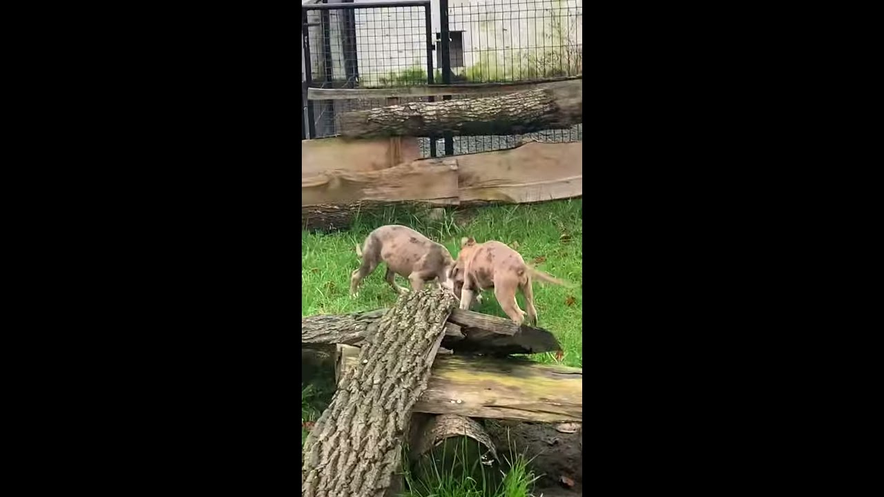 Leopard cubs playing in our yard - Merle XXL American Bully females ...