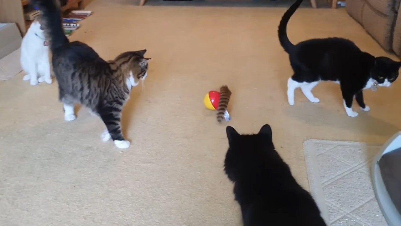 Weazel Ball, Hopping Bunny and Treat Roller Toy! | Manchester Moggies - YouTube