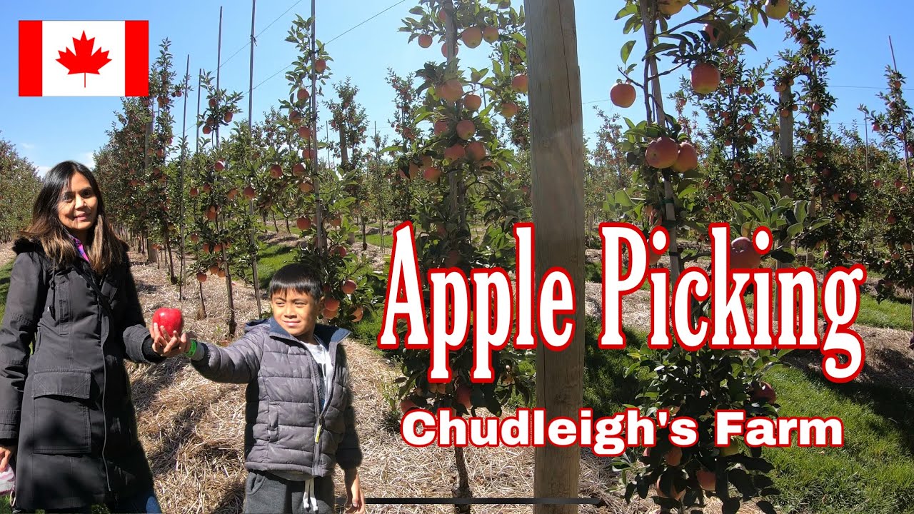 Apple Picking at Chudleigh’s Farm| Buhay sa Canada - YouTube