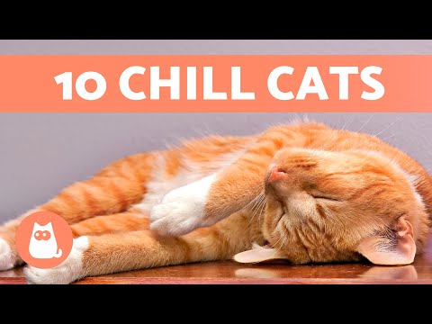 The Top 10 Calmest Cat Breeds: The Most Calm Cats [Upd. 2 days ago]