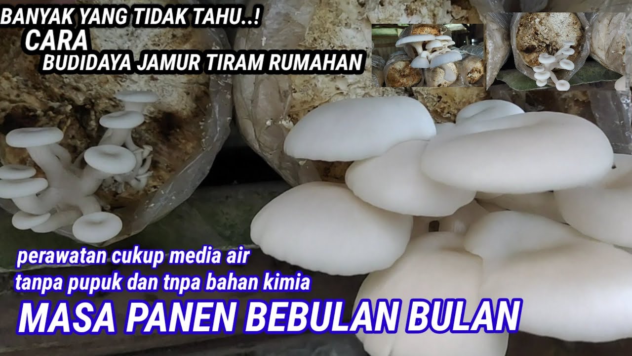CARA BUDIDAYA JAMUR TIRAM RUMAHAN - YouTube