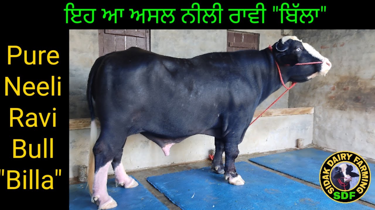 Pure Neeli Ravi Breed Bull "Billa", ਨੀਲੀ ਰਾਵੀ ਨਸਲ ਦਾ ਝੋਟਾ "ਬਿੱਲਾ" - YouTube