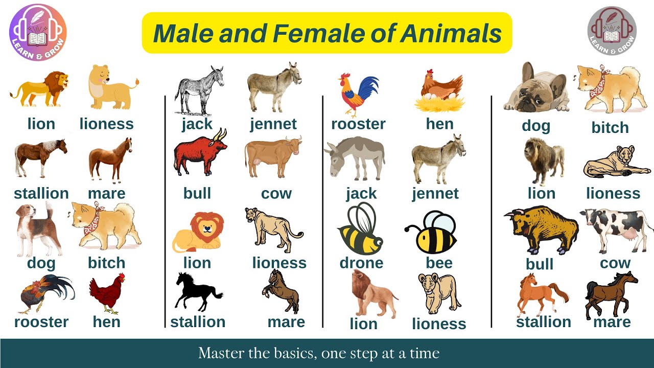 Masculine and Feminine of Animals | Male and Female of Animals | Learn ...