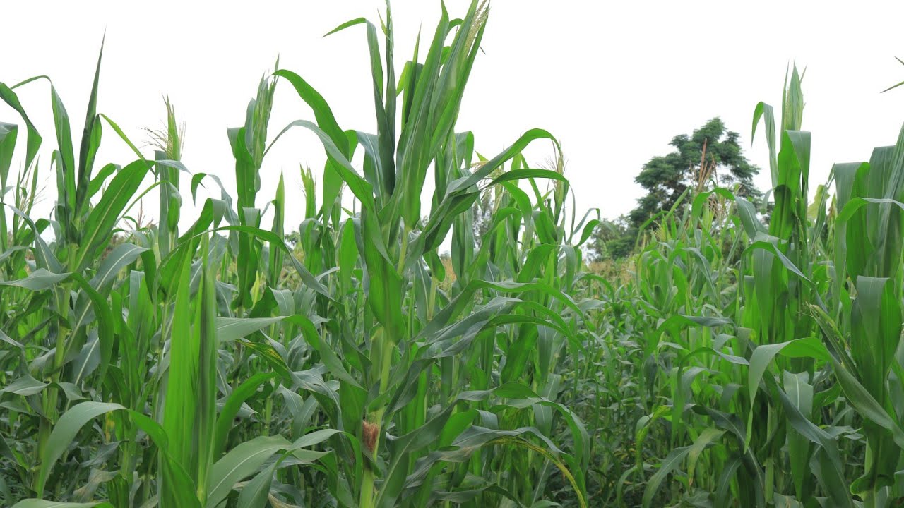 How our crops are growing - YouTube