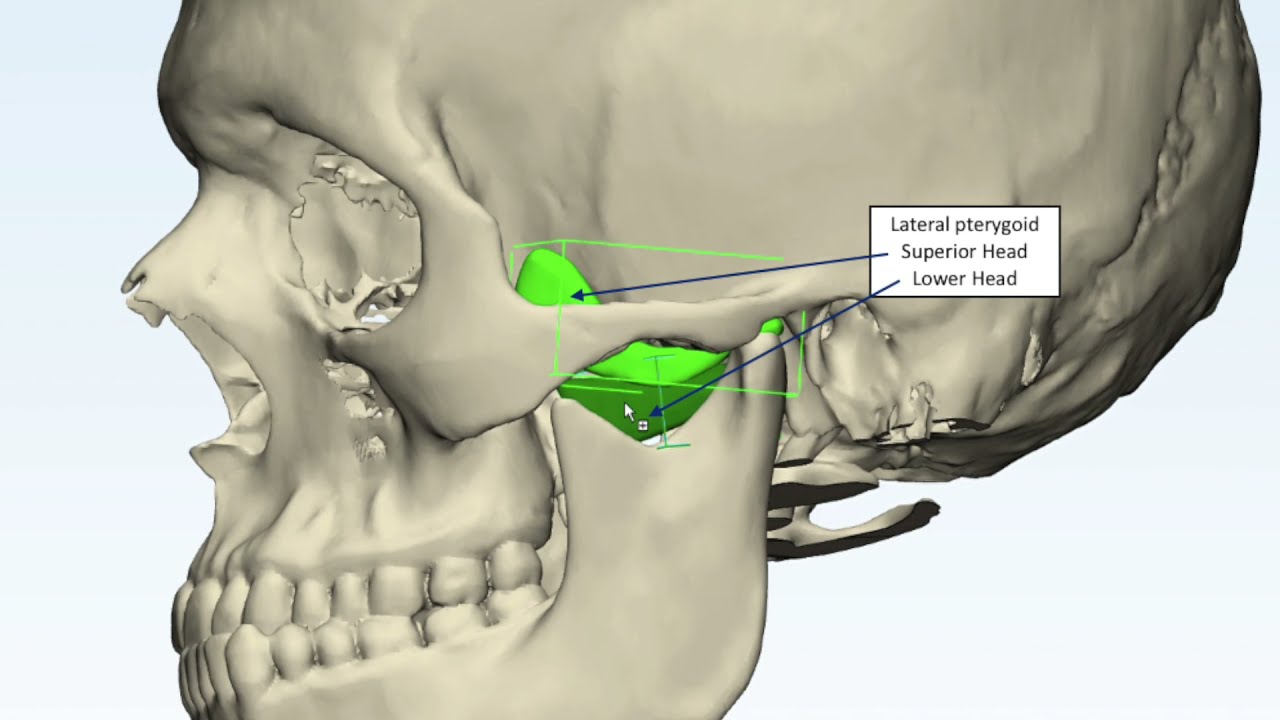 Infratemporal Space - YouTube